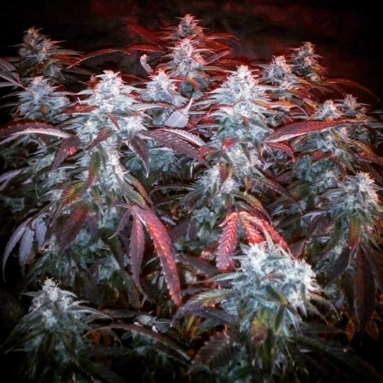 Our Top Tips On Growing Bigger, Better Buds Naturally - Toker's Magazine